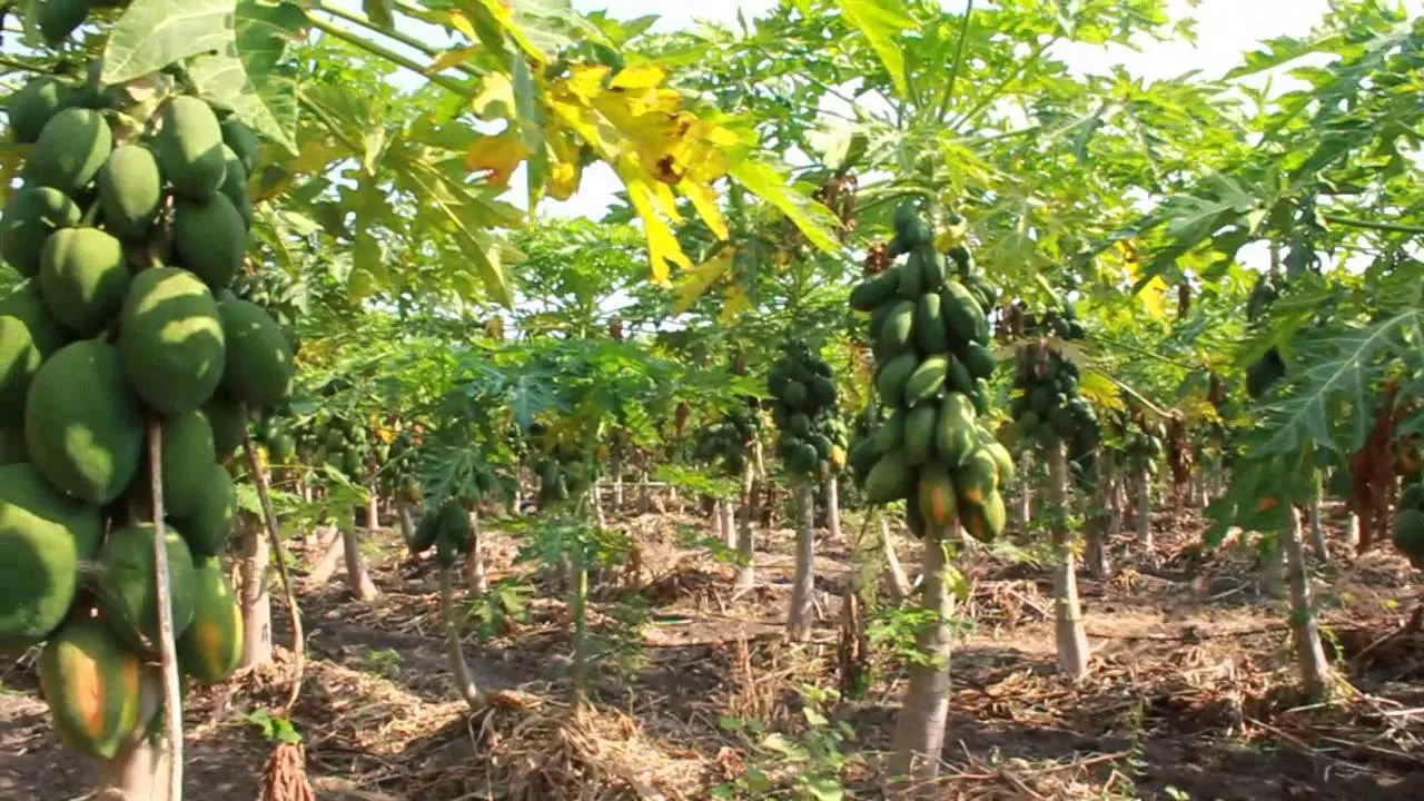 Papaya (Paw Paw) Farming in Kenya