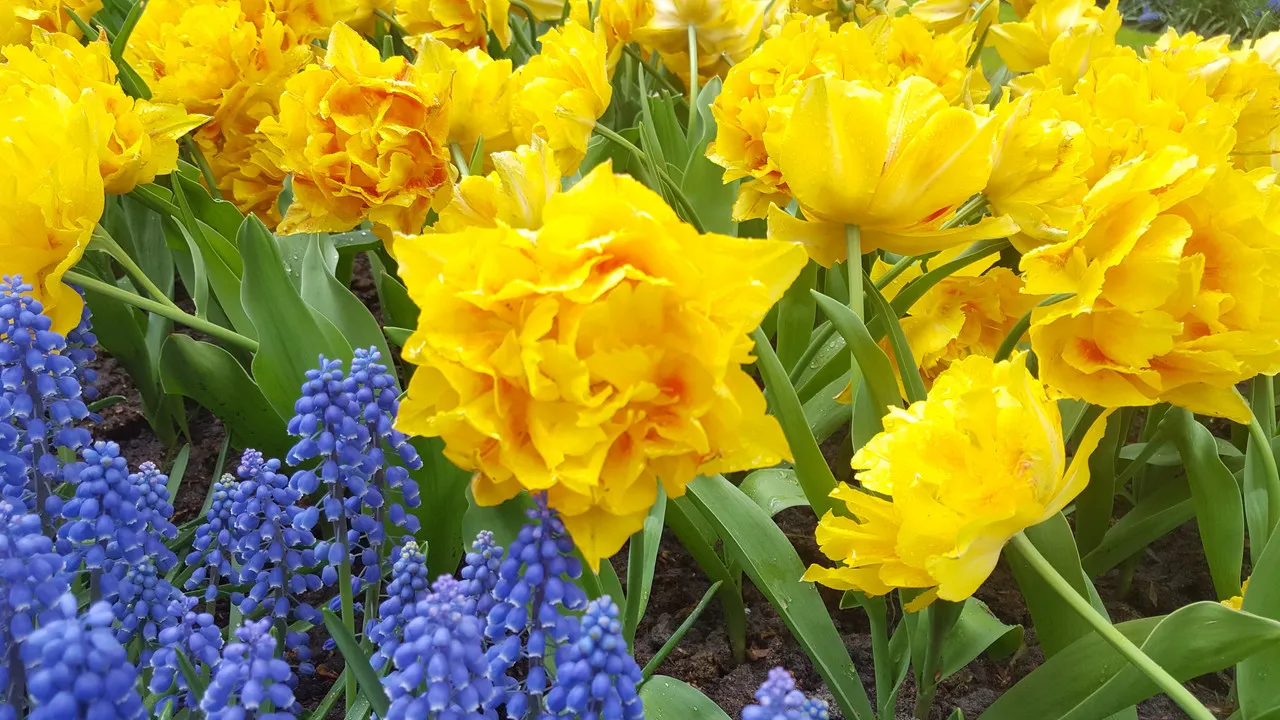 Colorchallenge of tulip flowers from the Netherlands (part 4)