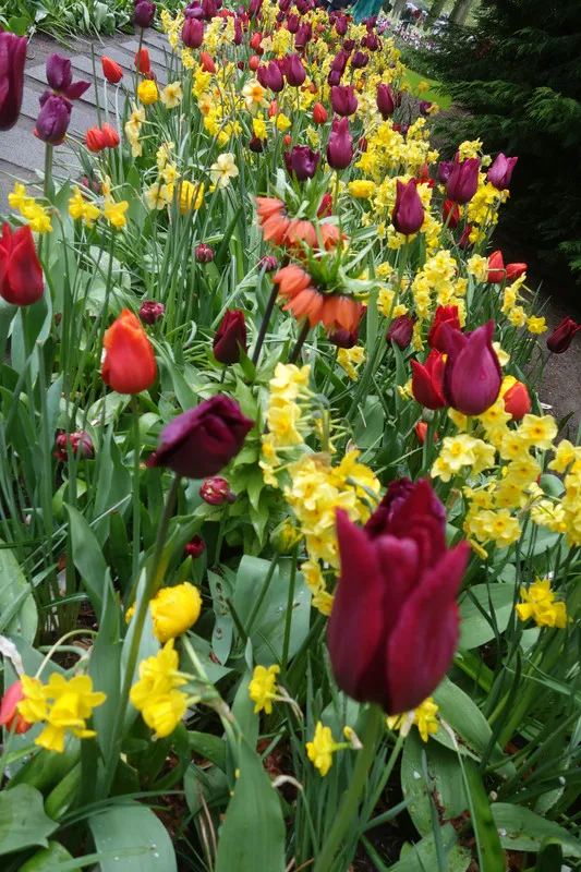 Colorchallenge of tulip flowers from the Netherlands part II