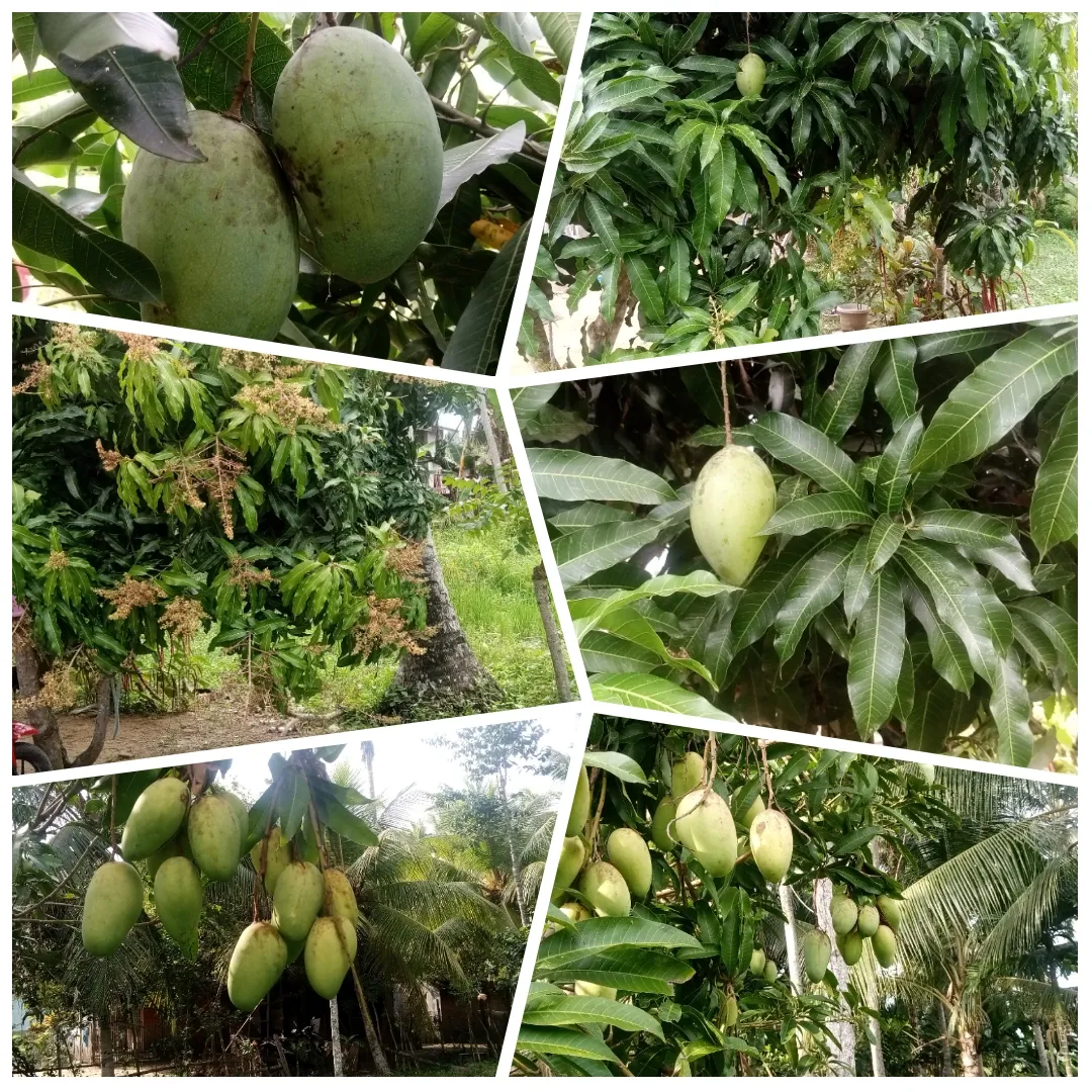 Types of Mango Plants You Can Cultivate.