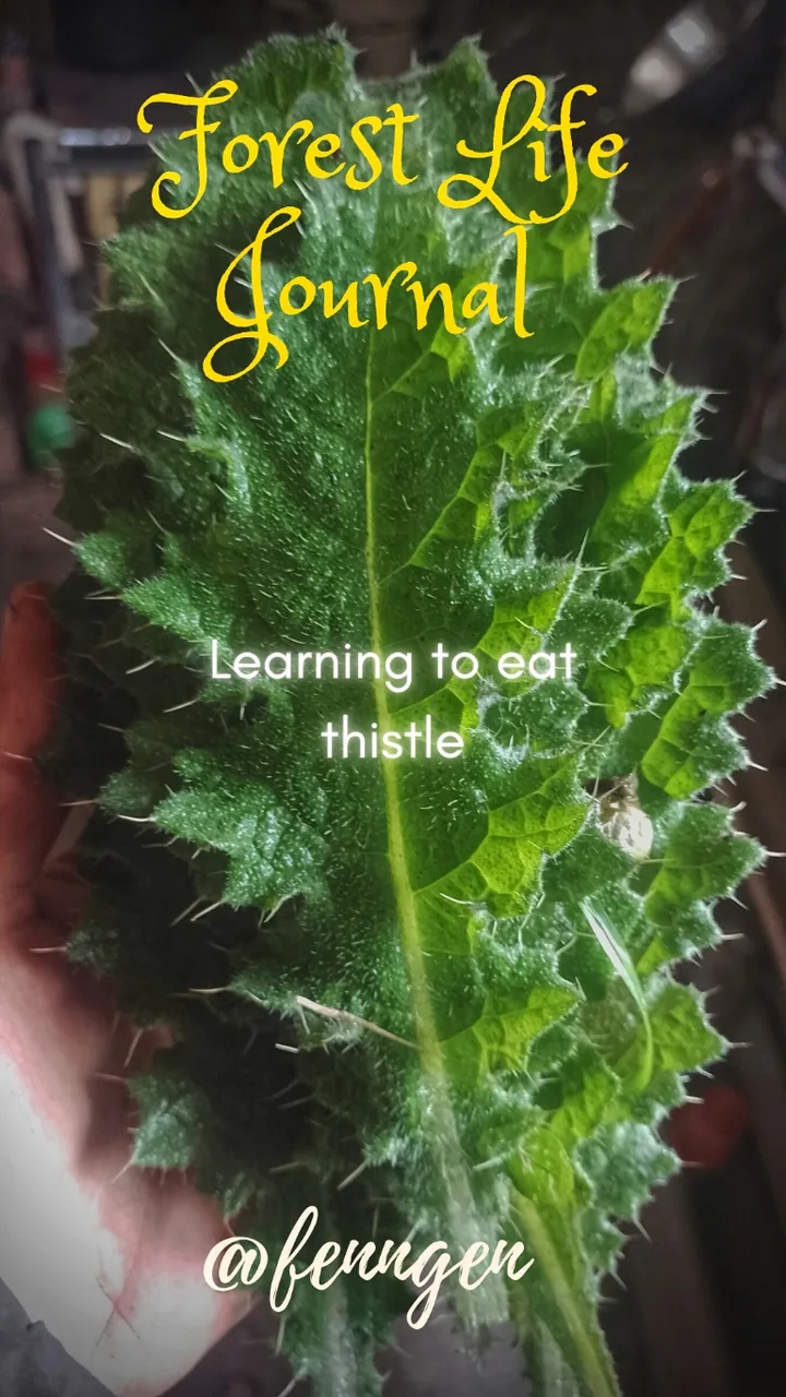 Learning to eat thistle (tips and tricks)