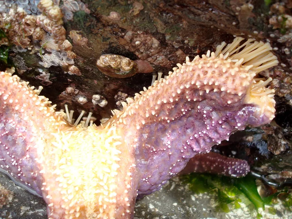 Sea Star Wasting Syndrome Massively Killing Sea Stars.