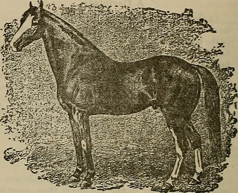 The Strong Effect of Johne's Disease on Farm Animals.