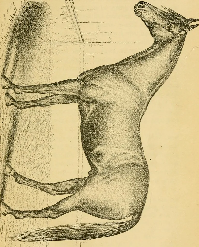Glanders Disease, Spreading from Animals to Humans.