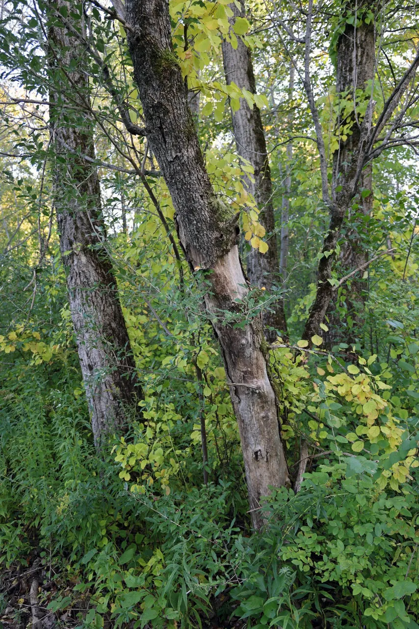 Wednesday Walk ~ “GLEN MEADOW LOOP” 🍂🍁 ADAMS, MA ~ my US adventur...