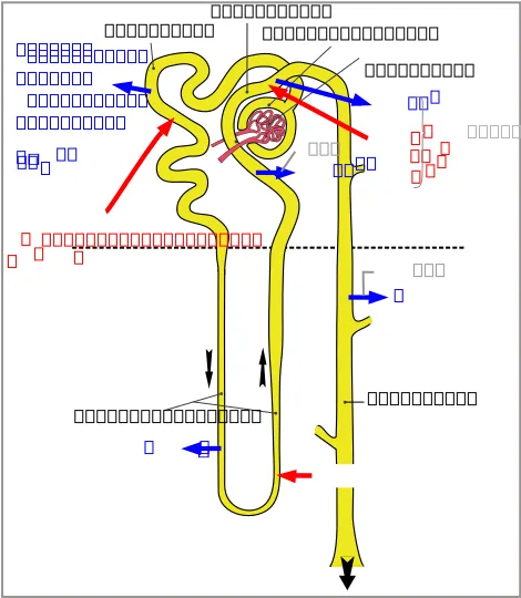 The Urinary Tubule - Explaining The Process of Urination