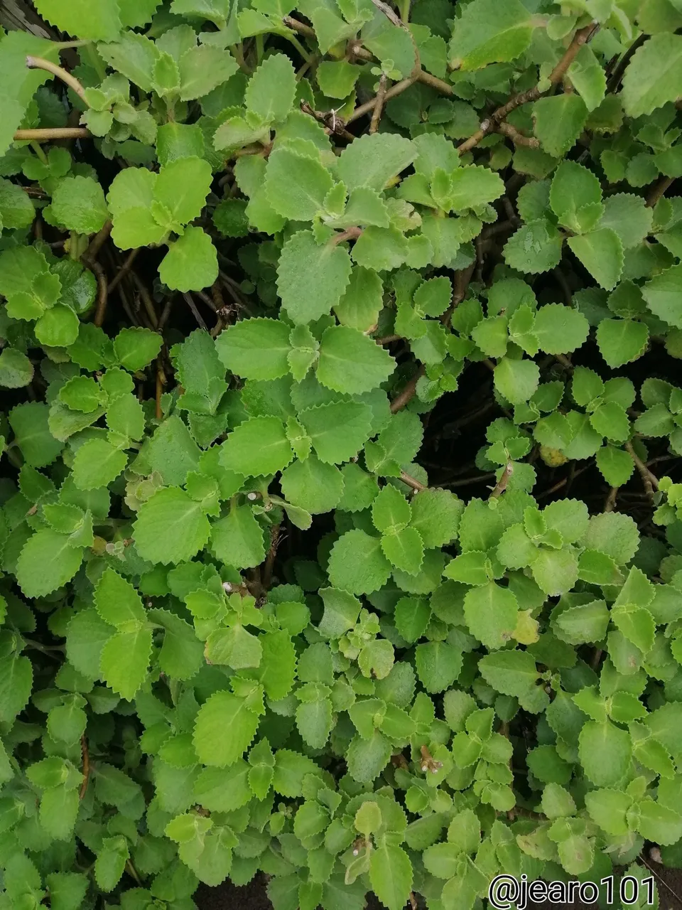Photography #9: Stock Images: Kalabo Plant (Oregano Plant)
