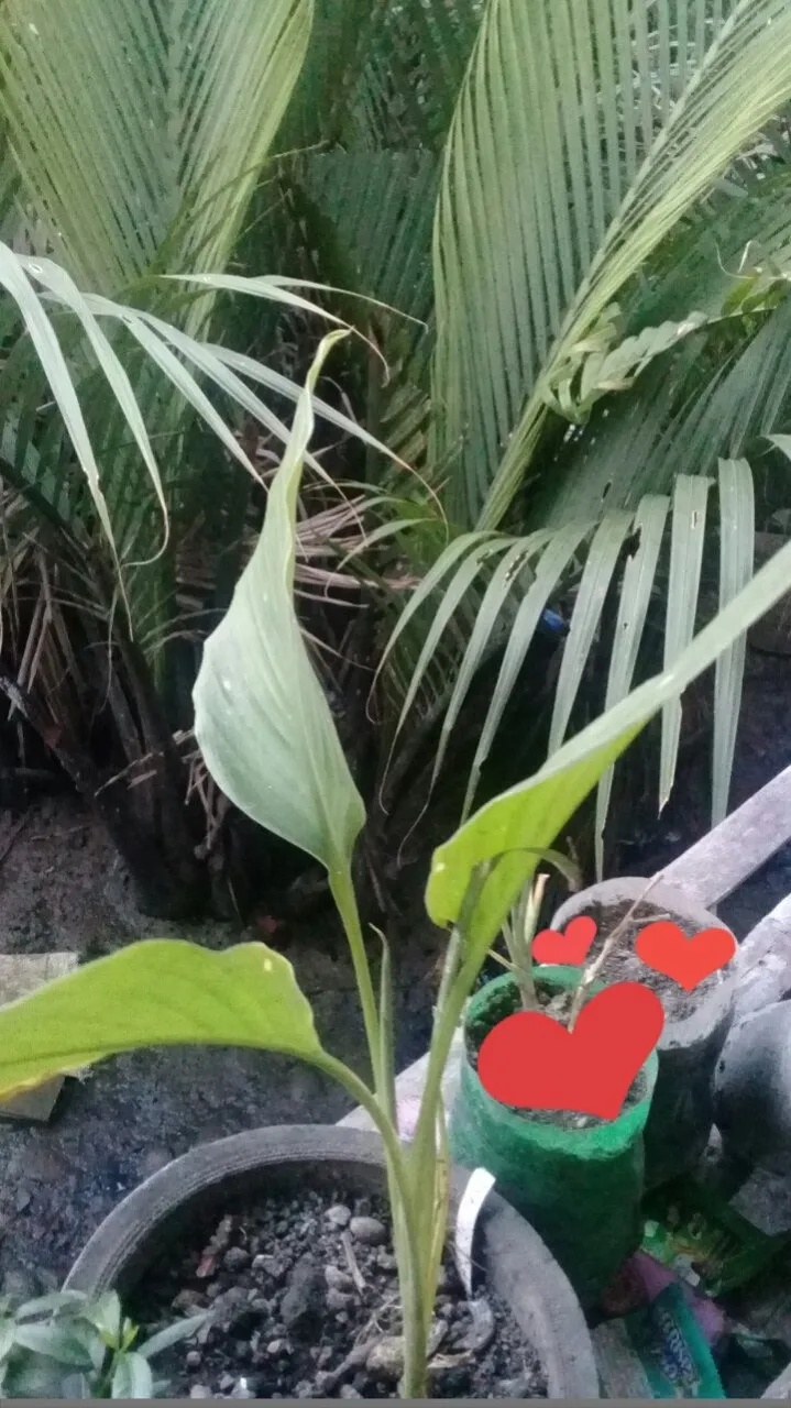 "DULAW" - in Waray Dialect (Philippines)