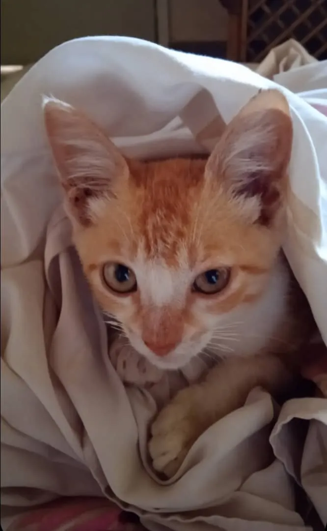 THE HISTORY OF CASCA // LA HISTORIA DE CASCA