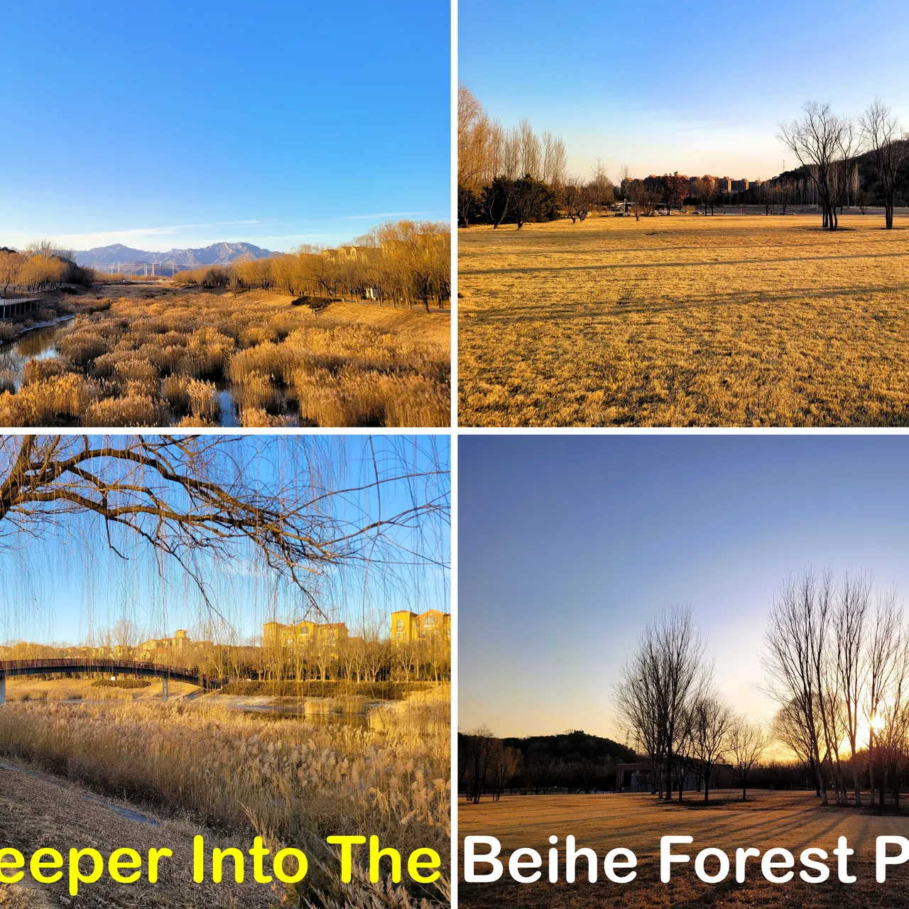 Deeper Into The Beihe City Forest Park With The Golden Vibe