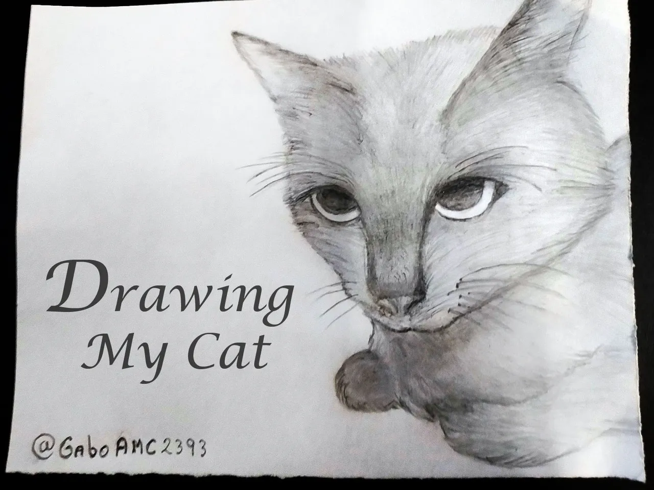 Drawing my cat / Dibujando a mi gata
