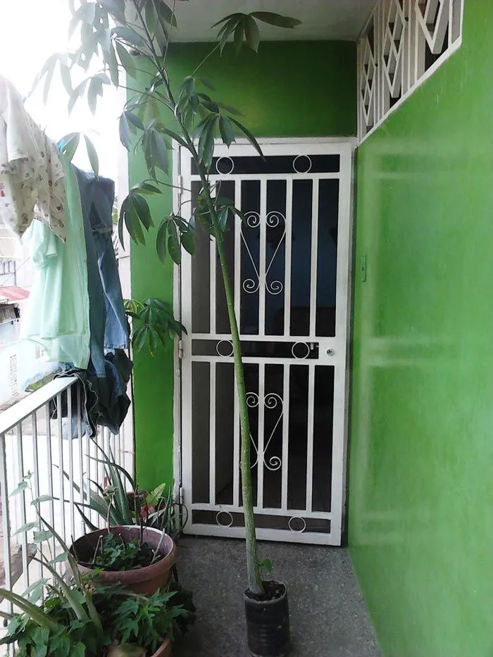 CEIBA, LUPUNA, MAPAJO, BONGA, POCHOTE, KAPOK, ARBOL SAGRADO DE LOS ...