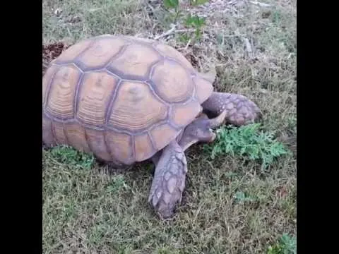 What is this WEIRD BEHAVIOR? - That Large Tortoise Dance