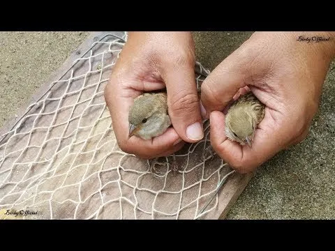 Bird Trapping - How To Trap/Catch Birds Using Spring Net Trap