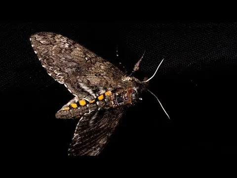 Here are tiny sensors that can even drop ... moths from the air