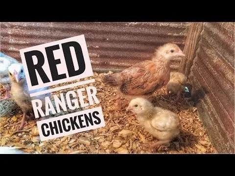 RED RANGER CHICKENS - Raising Red Ranger Chickens vs our Cornish Cr...