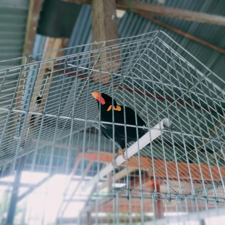 The Black talking bird