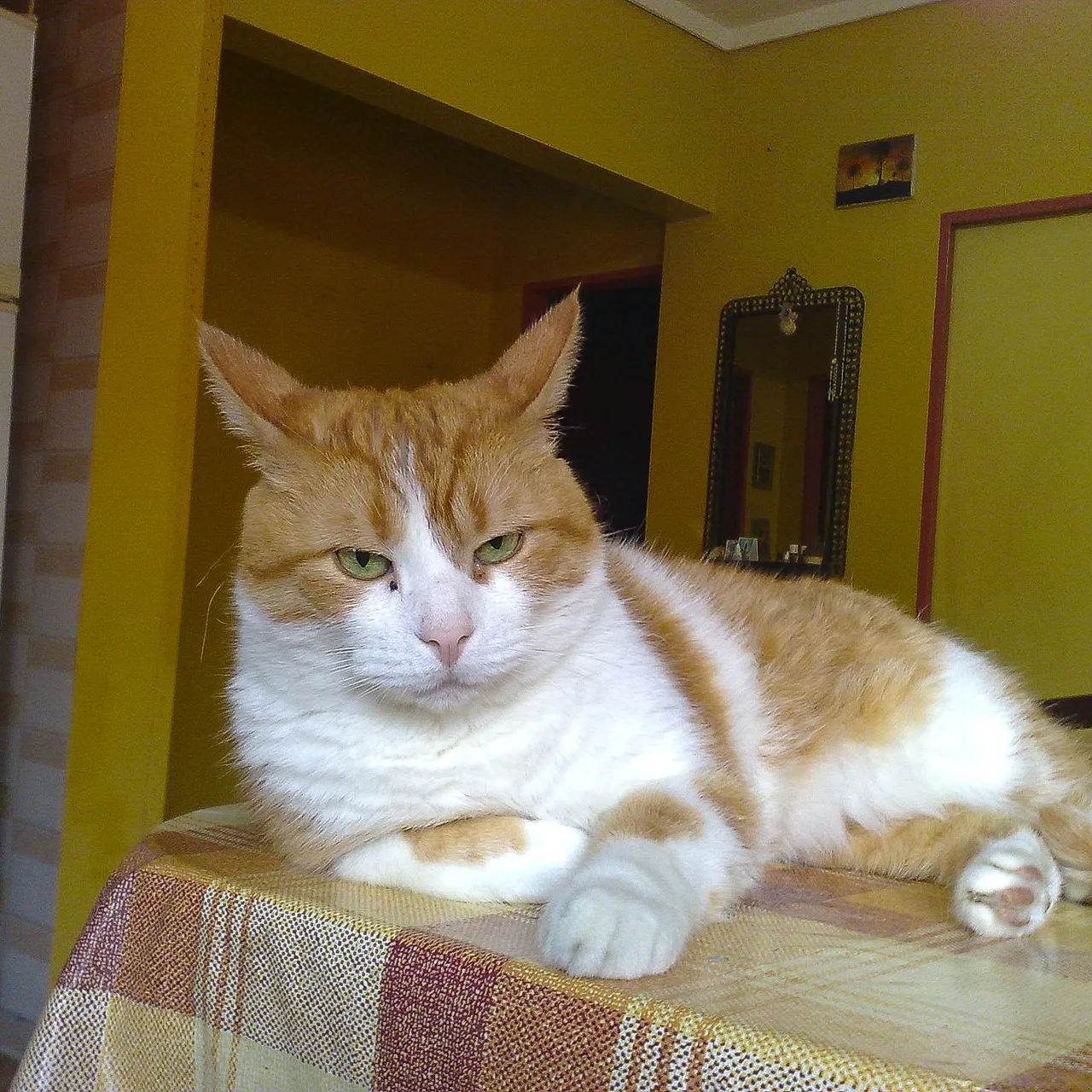 Paco, el gato preferido - Paco, the favorite cat [Esp-Eng]