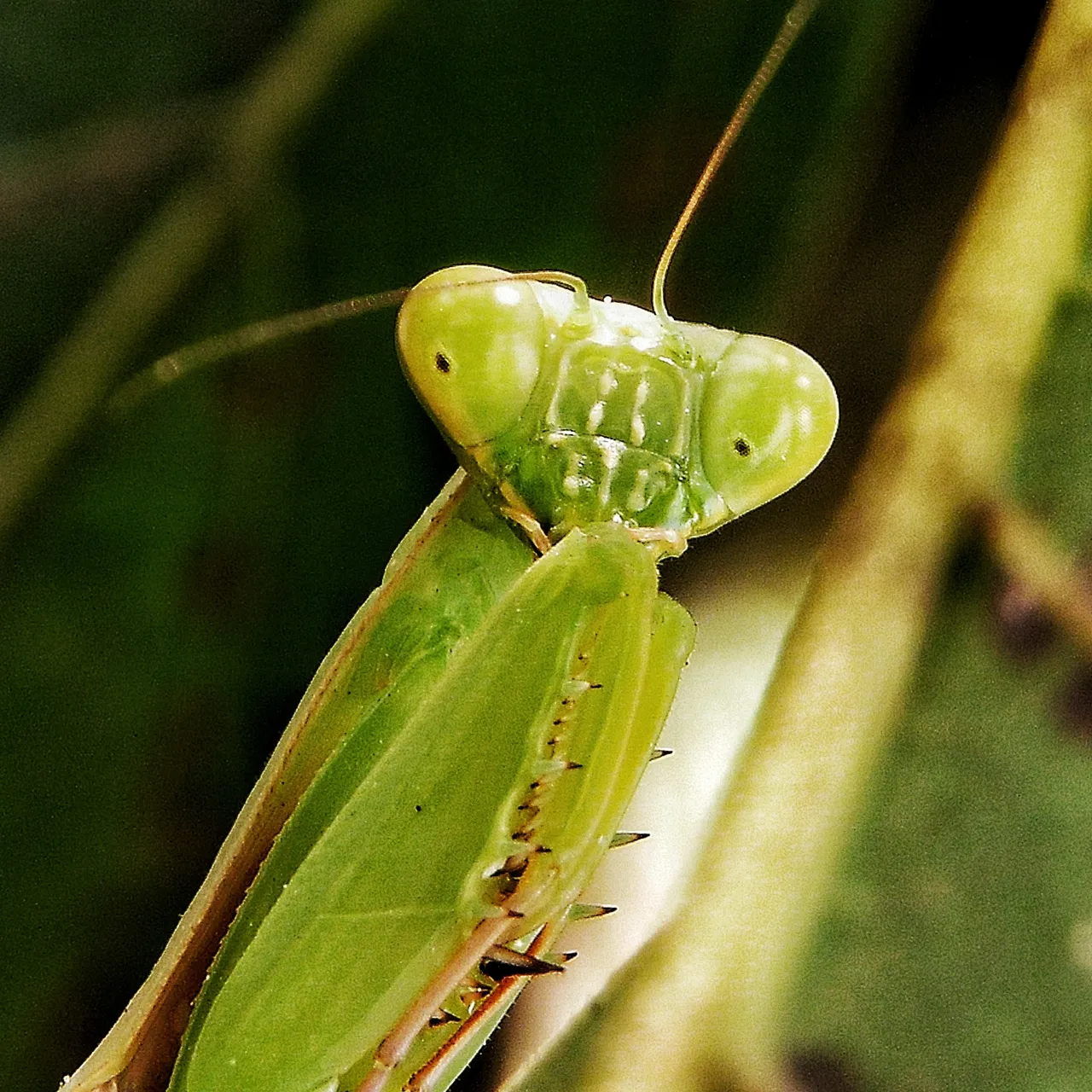 Praying Mantis, Spider, Ant - Macro Photography