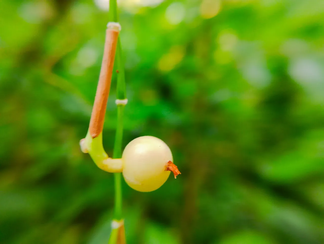 The Charm of the Beauty of Bili Fruit