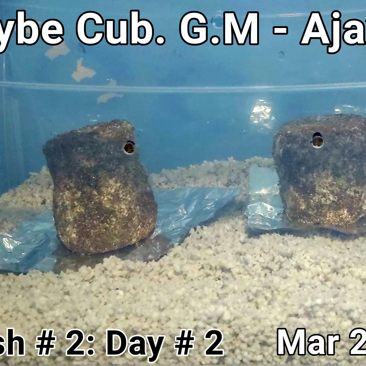 *Updated* Fruiting and Growth of Birthed Mycelium Cake - Psilocybin...