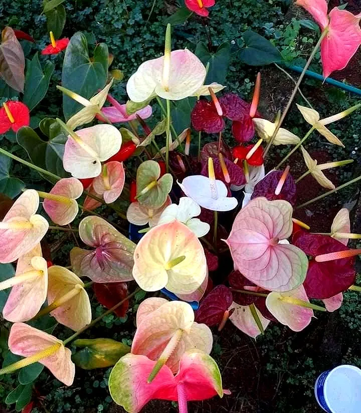 [ENG-ESP]Anthurium plant and its beautiful coloration./Planta Anthu...