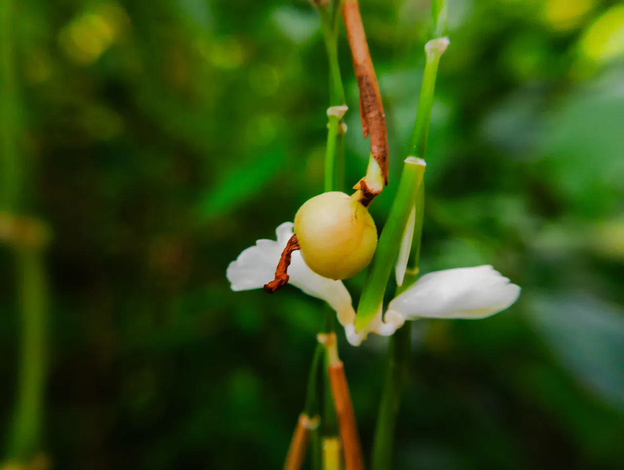 The Charm of the Beauty of Bili Fruit
