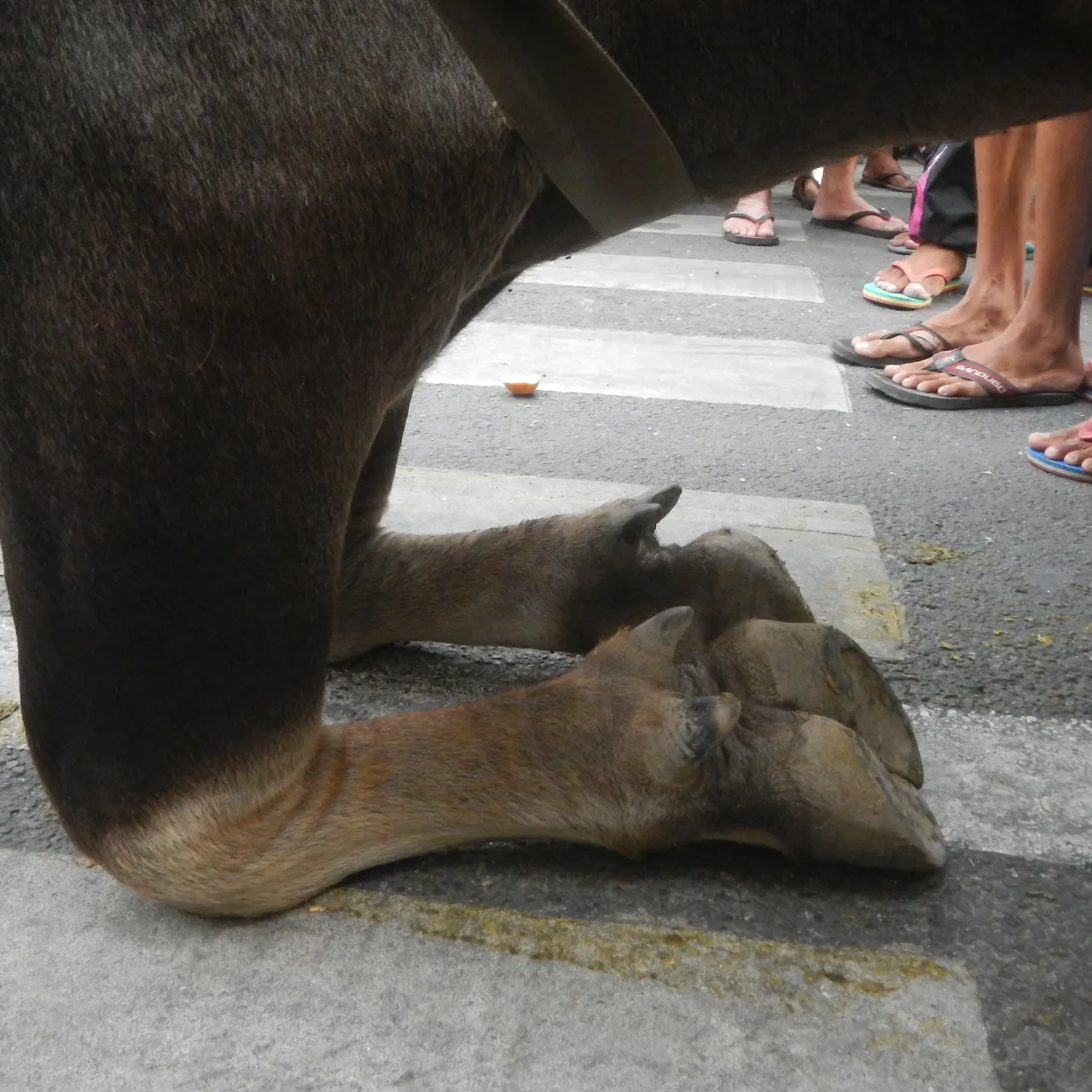 Diagnosing and Understanding Foot Rot in Cattle's.