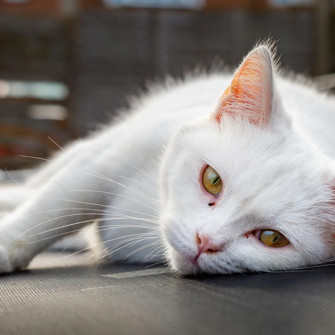 How Ringworm Affects Cats (feline dermatophytosis).