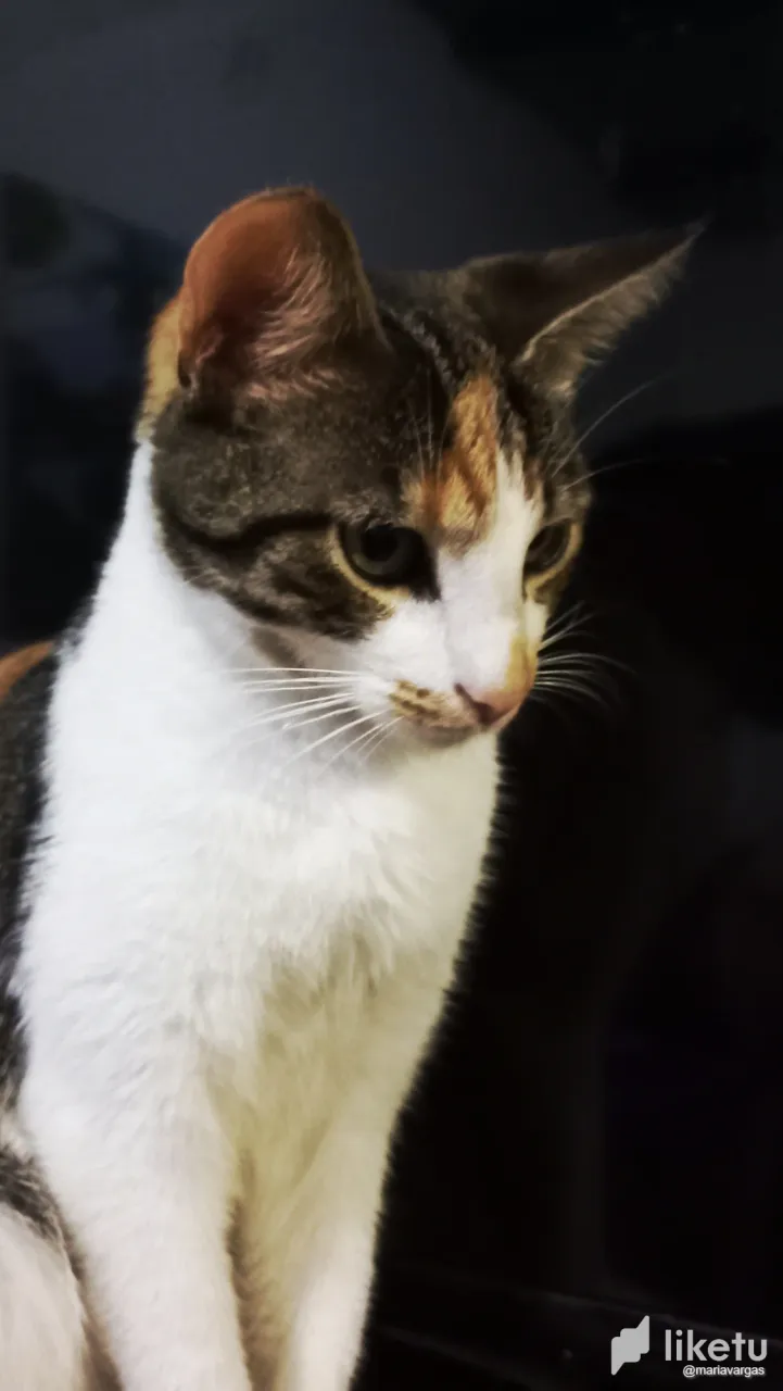 Susie, the model pet | Susie, la mascota modelo (EN/ES)