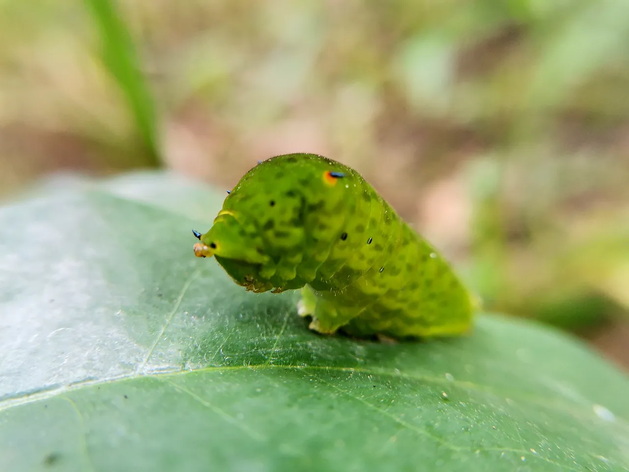 Two types of cocoons, and beautiful wildflowers.