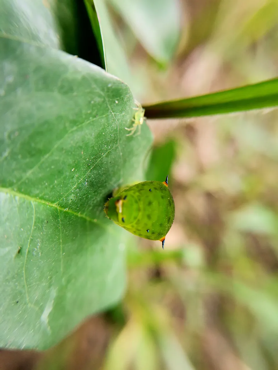 Two types of cocoons, and beautiful wildflowers.