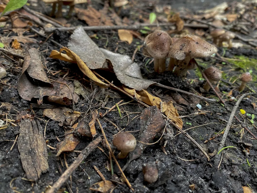 Mushrooms in my garden