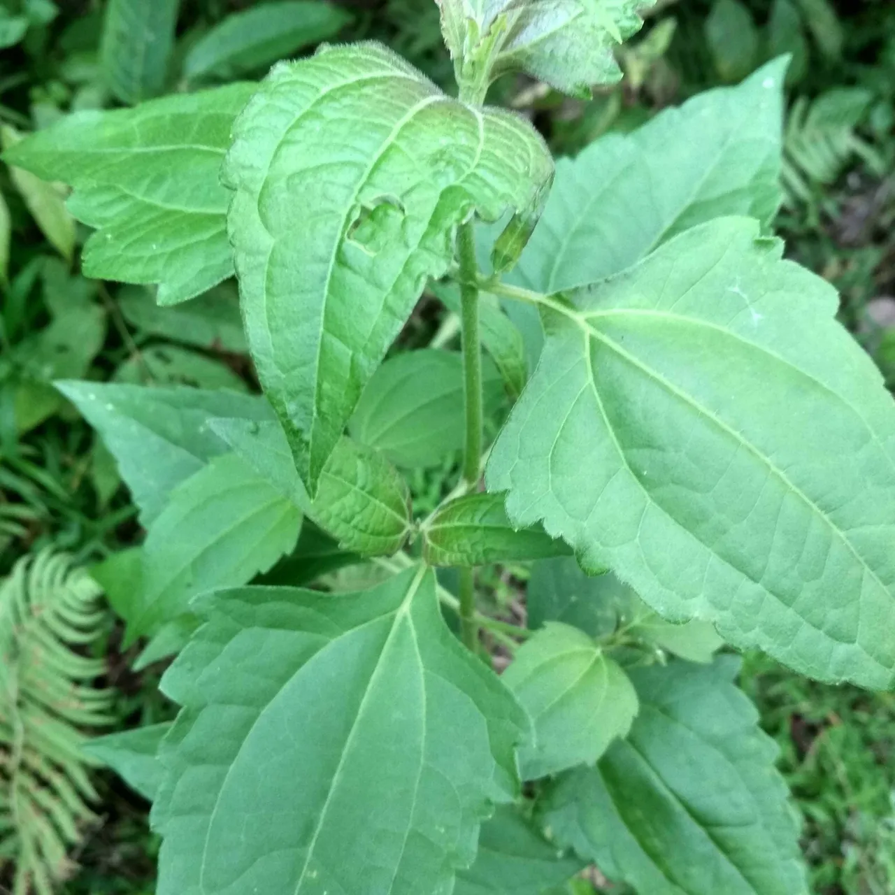 Benefits of leaves Rumpai or leaf Staple flying saucers
