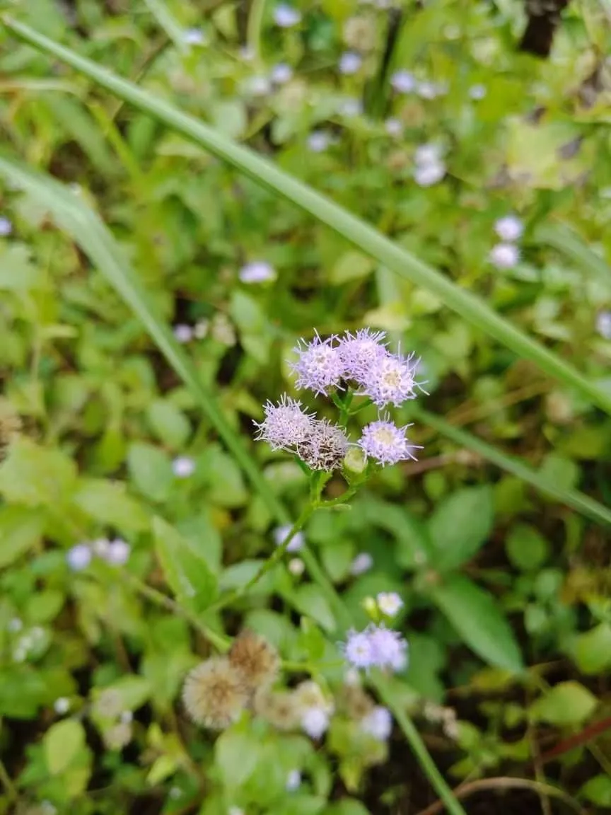 ~natural photographic objects~