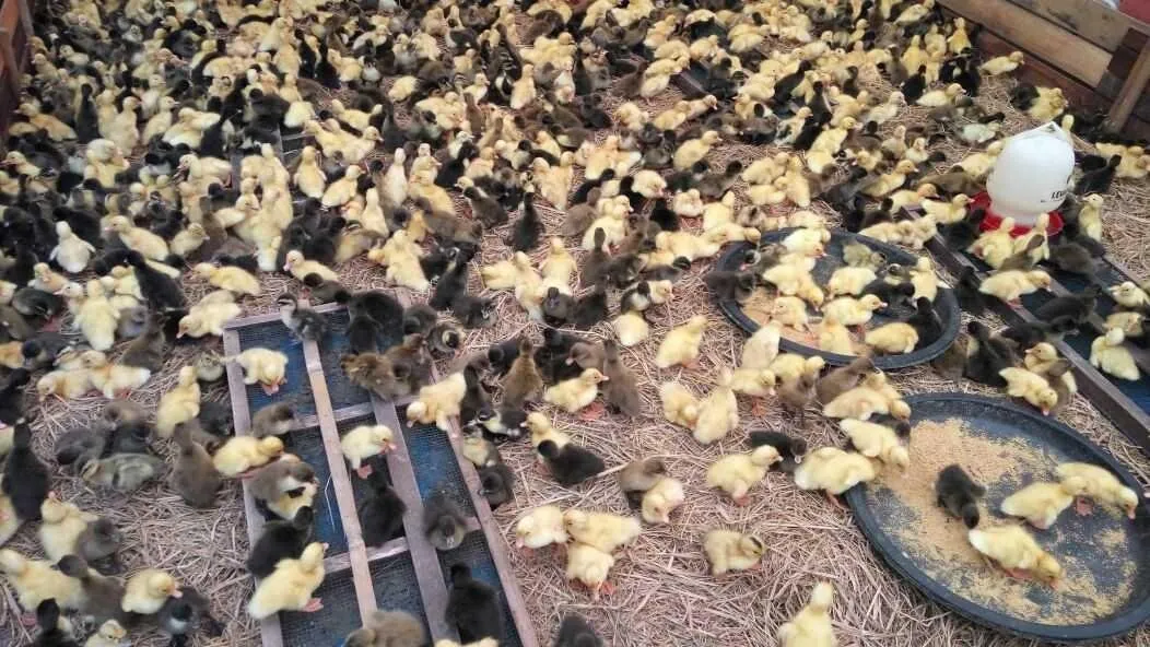 DUCK FARM, HOW TO QUICKLY INCUBATE DUCK EGGS