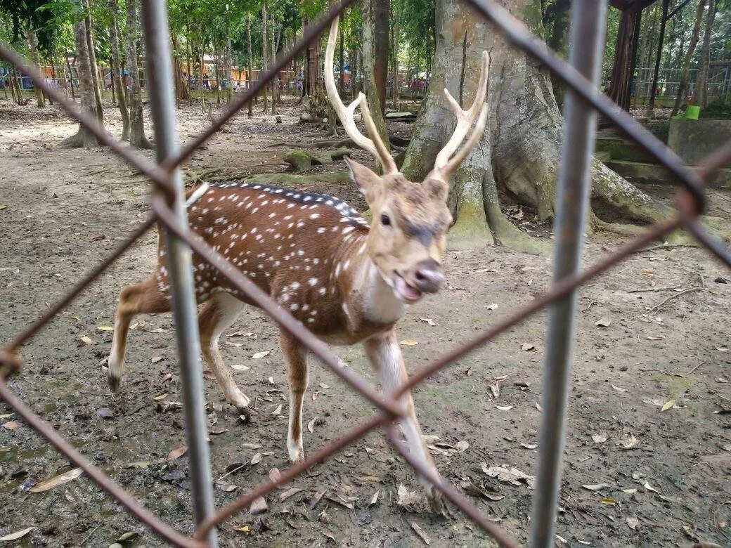 Perbedaan dan Persamaan Rusa dan Kijang