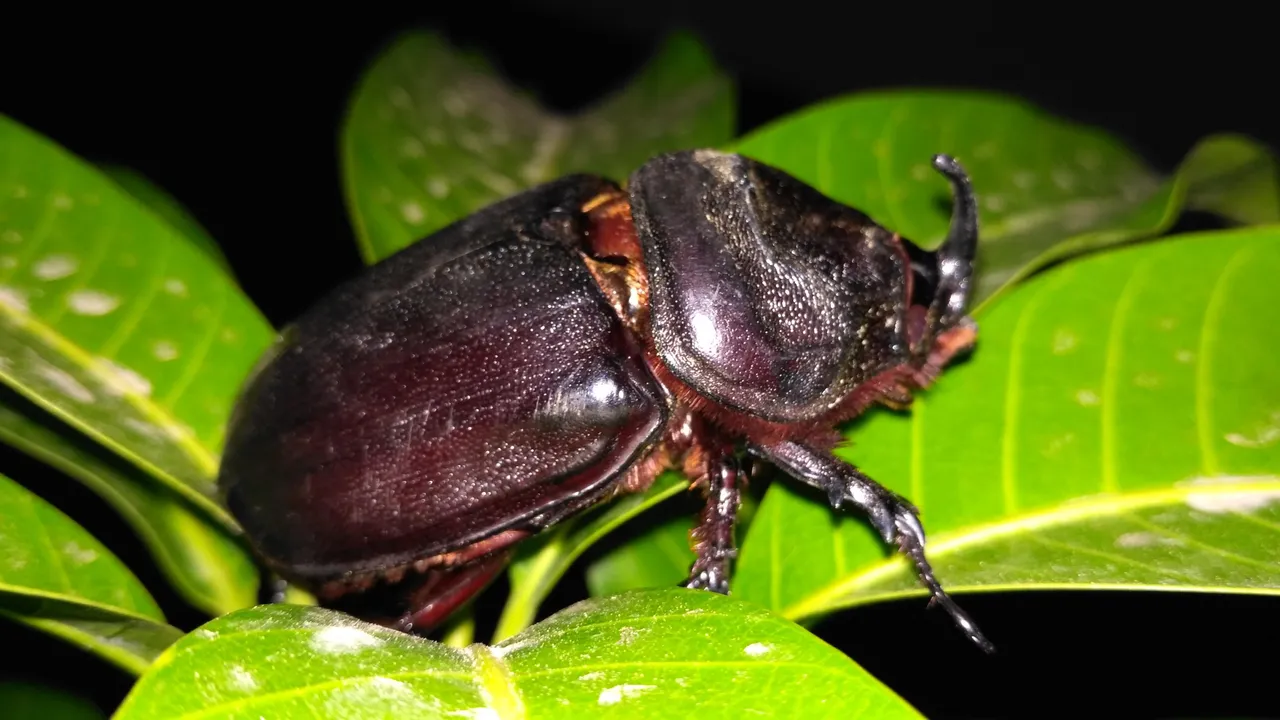 Oryctes Rhinocerus (Kumbang Badak)