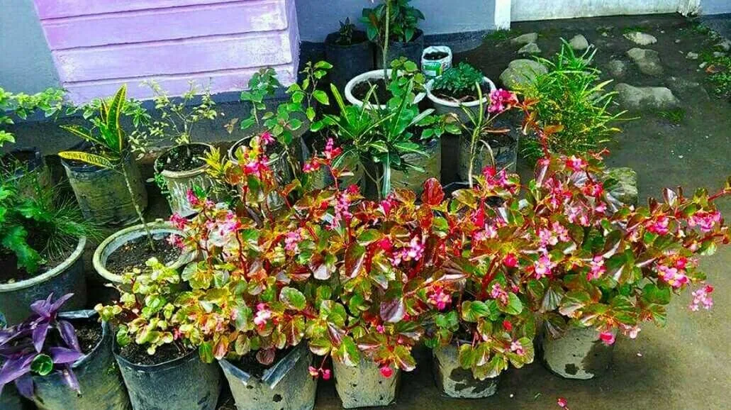 the flower is a symbol to the land