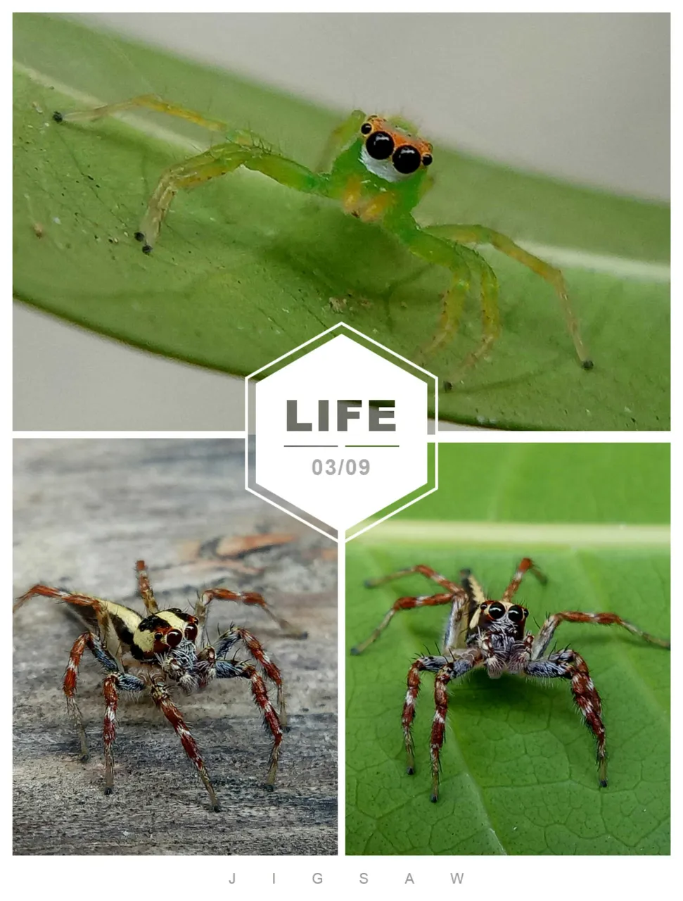 Don't Kill Spiders in Your Home, this is the explanation