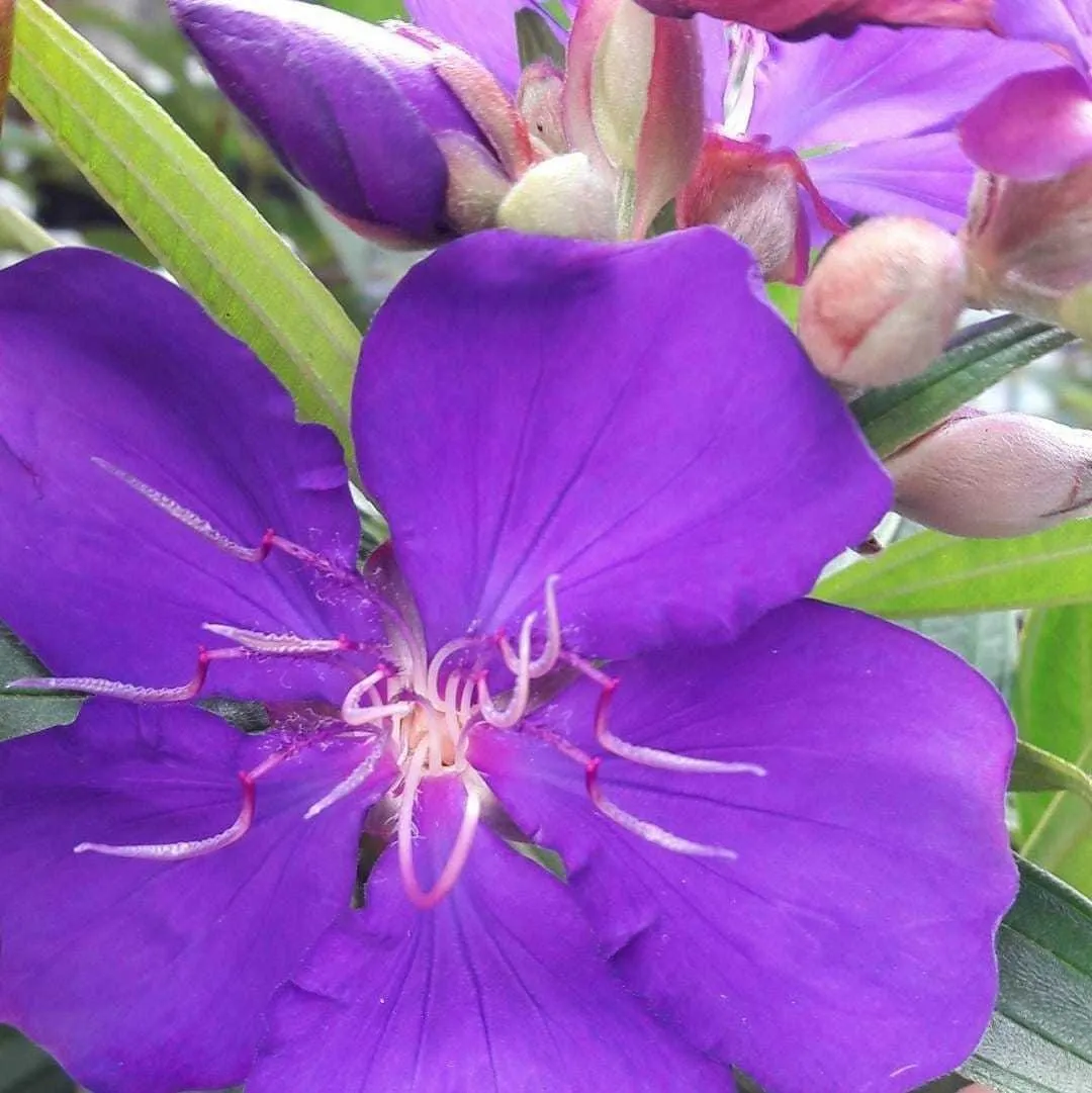The health benefits of flower karamunting