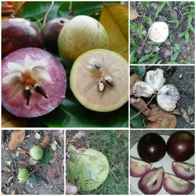 Kenitu, si kaya mamfaat