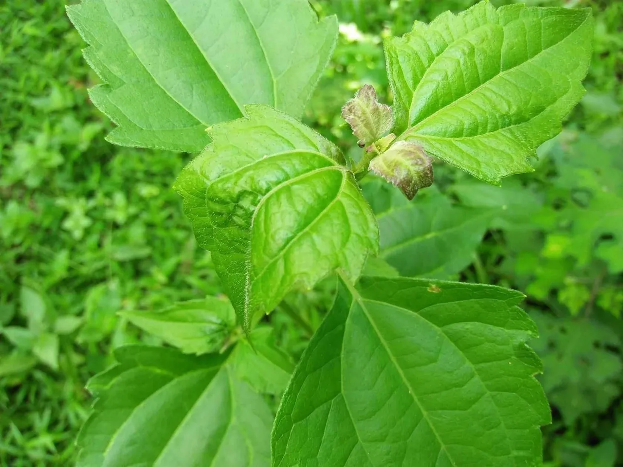The benefits of Bandotan Leaves for medicinal herb