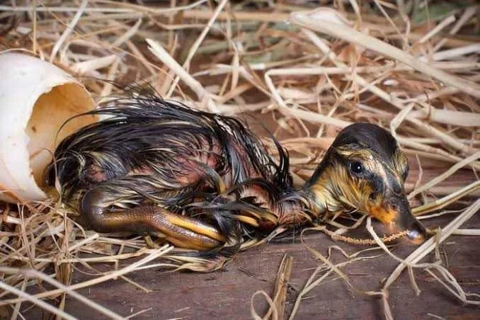 DUCK FARM, HOW TO QUICKLY INCUBATE DUCK EGGS