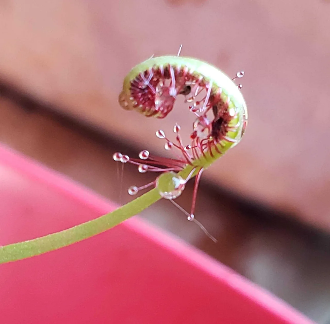 My bug eating plants! Carnivorous plant garden update!