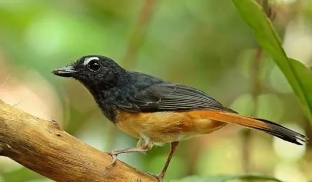 Burung Cempala Kuneng (Fauna Identitas) Provinsi Aceh. "Bird Cempal...