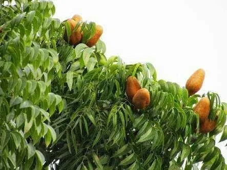 Health- Benefits of Mahogany Seeds
