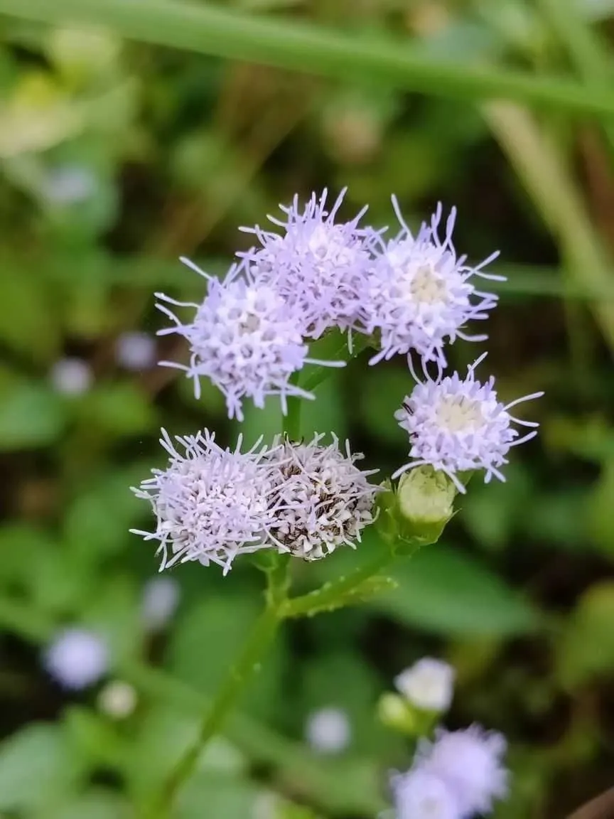 ~natural photographic objects~