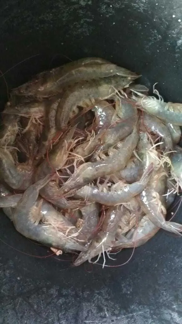 Vannamei VS Black Tiger