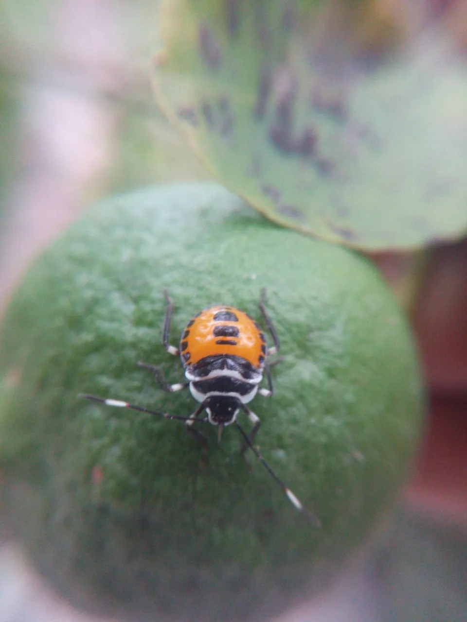 same but different color